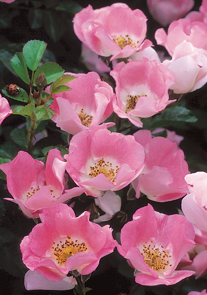 The Best Roses for Your Garden - Fine Gardening