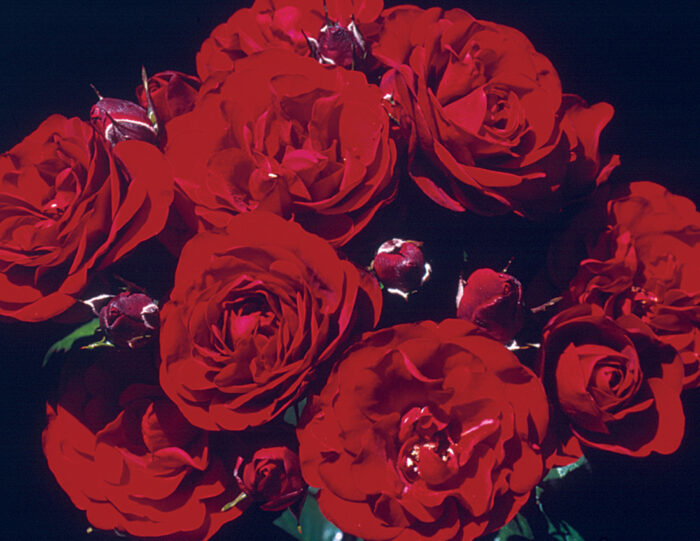 The Best Roses for Your Garden - Fine Gardening