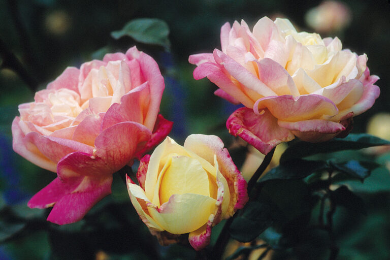 The Best Roses for Your Garden - Fine Gardening