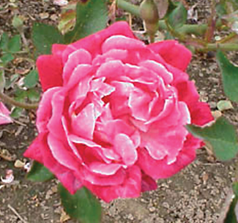 The Best Roses for Your Garden - Fine Gardening