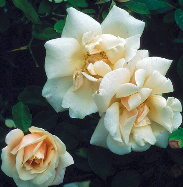 The Best Roses for Your Garden - Fine Gardening