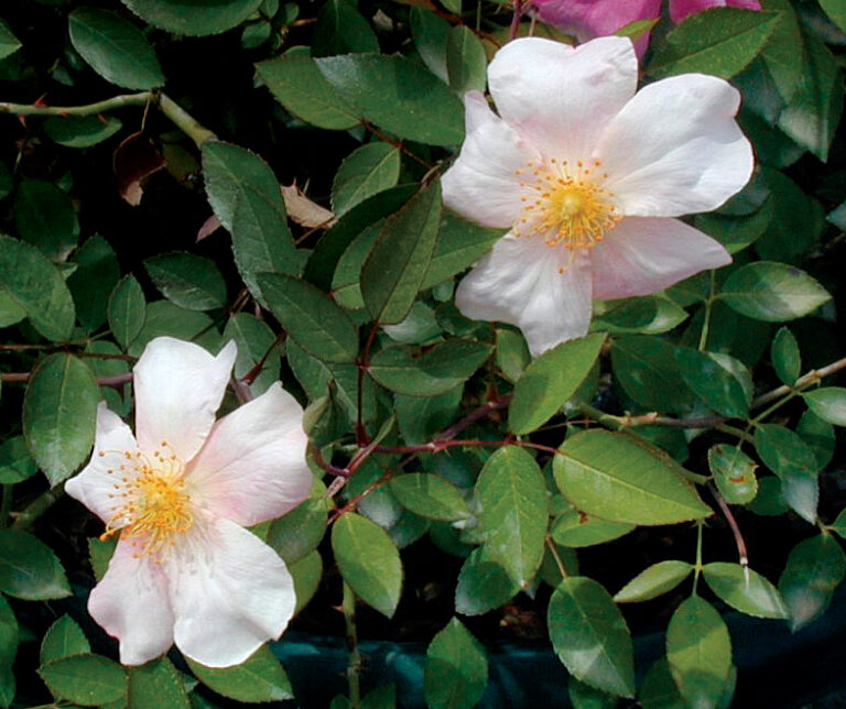 The Best Roses for Your Garden - Fine Gardening