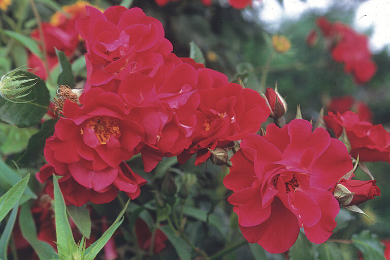The Best Roses for Your Garden - Fine Gardening