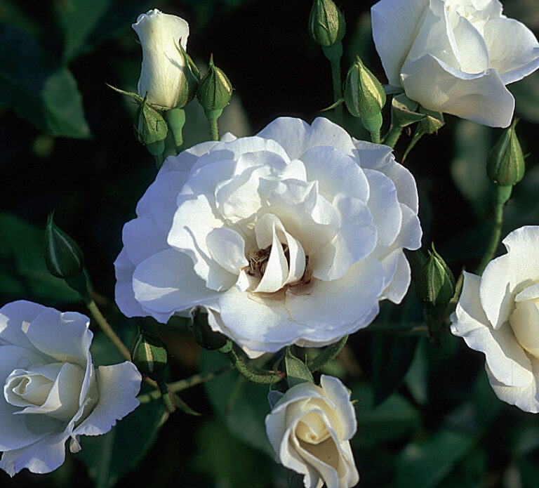 The Best Roses for Your Garden - Fine Gardening
