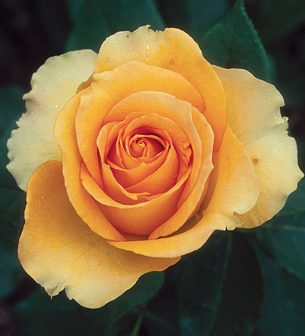 The Best Roses for Your Garden - Fine Gardening