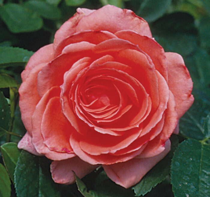 The Best Roses for Your Garden - Fine Gardening