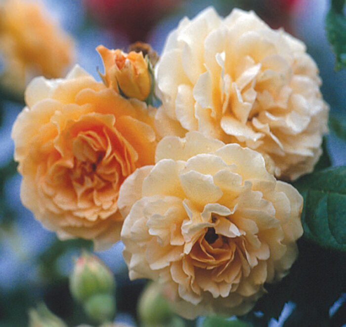The Best Roses for Your Garden - Fine Gardening