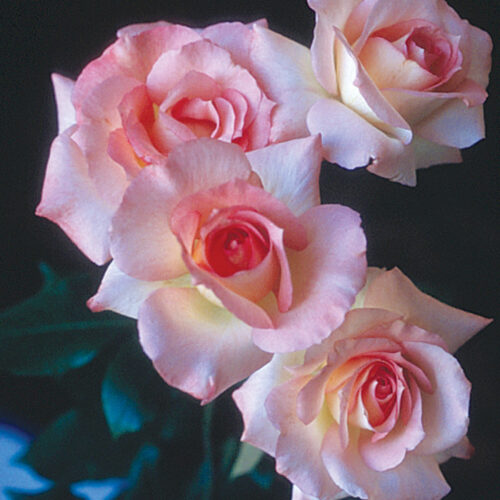 The Best Roses for Your Garden - Fine Gardening