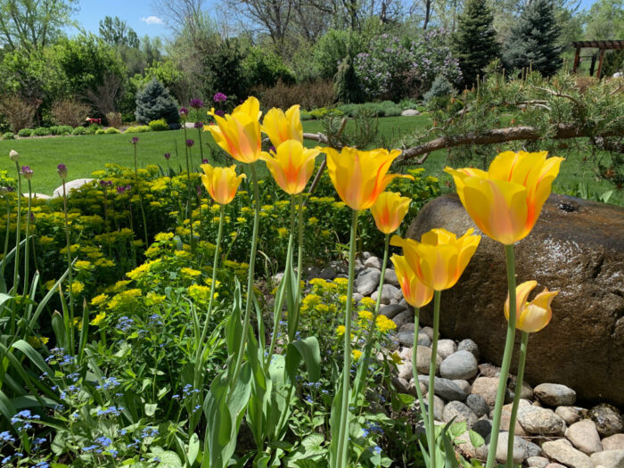 Cathy’s Colorado Garden - Fine Gardening