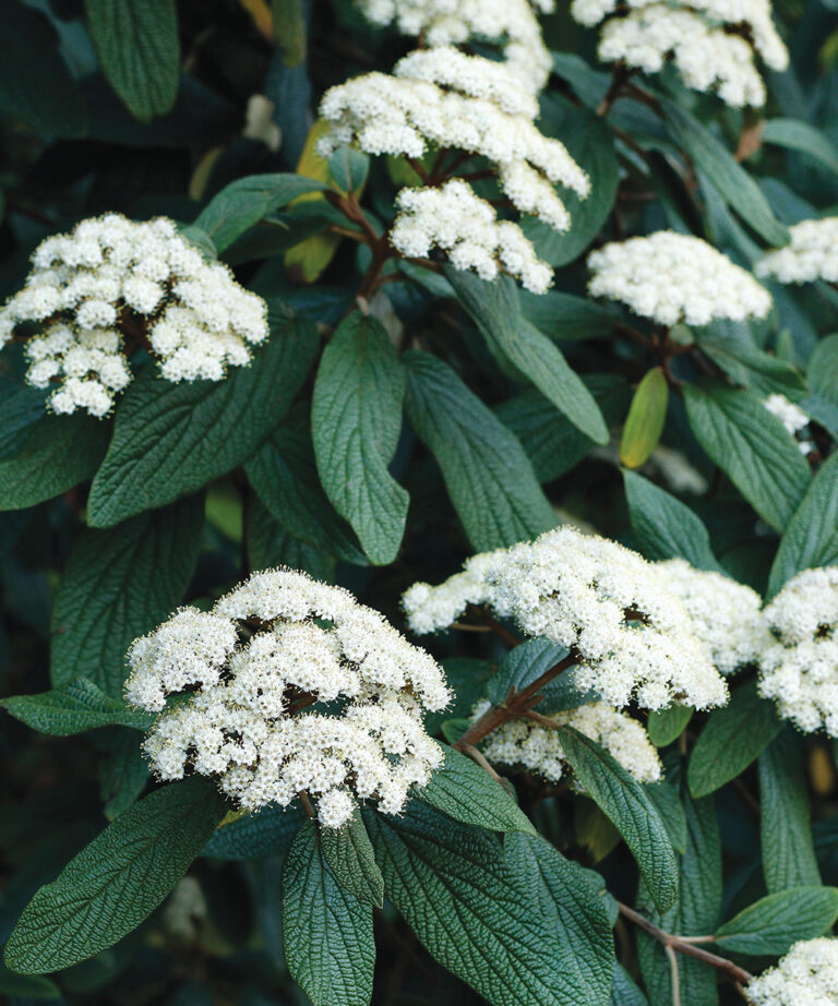 The Best Spring Plants to Grow - Fine Gardening