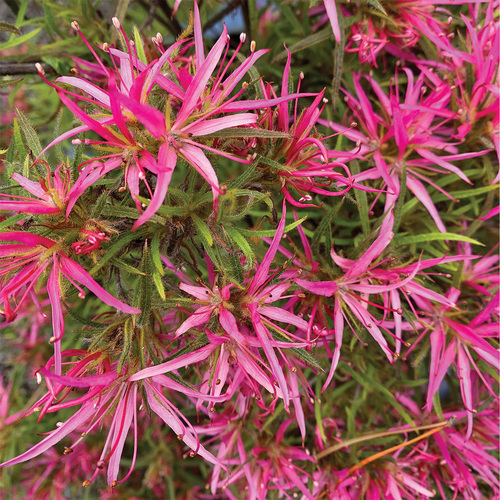 The Best Spring Plants to Grow - Fine Gardening
