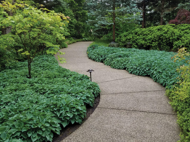 27 Better Ground Covers for Shade to Replace Problematic Plants - Fine ...