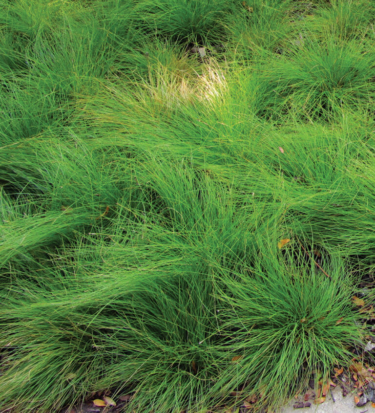 27 Better Ground Covers for Shade to Replace Problematic Plants - Fine ...