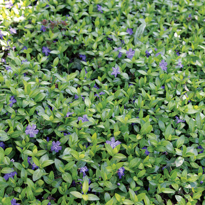 27 Better Ground Covers for Shade to Replace Problematic Plants - Fine ...