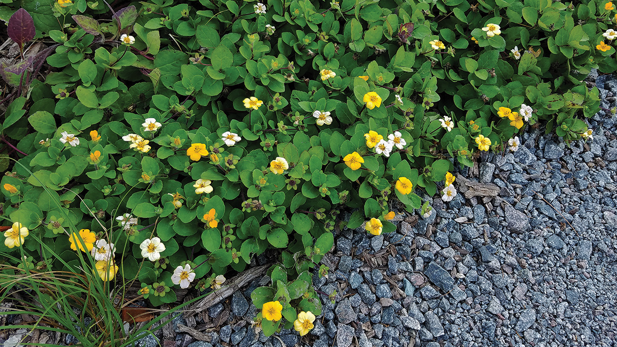 27 Better Ground Covers for Shade to Replace Problematic Plants - Fine ...