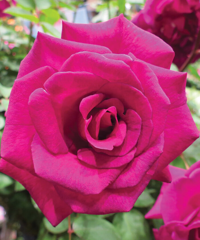 Your Favorite Plants Improved for the South - Fine Gardening