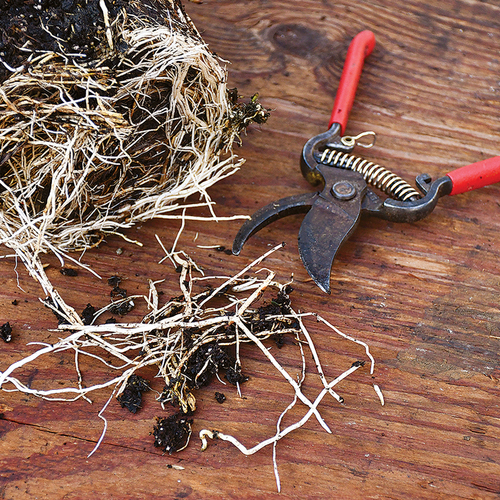 Lesser-Known Methods of Propagation Beyond Stem Cuttings - Fine Gardening