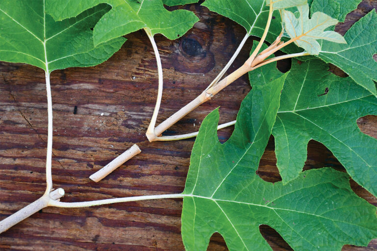 Six Simple Steps for Stem-Cutting Success - Fine Gardening