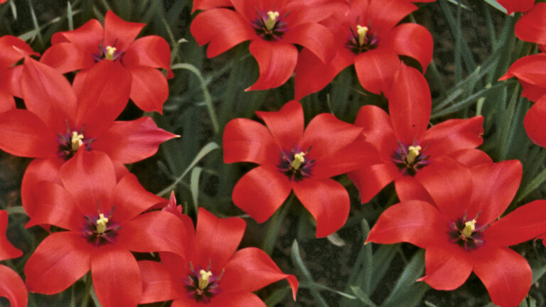 Growing Species Tulips for Early Spring Blooms - Fine Gardening