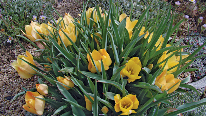 Growing Species Tulips for Early Spring Blooms - Fine Gardening