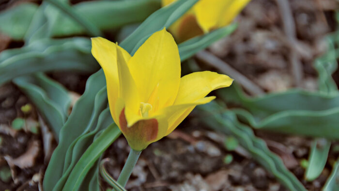 Growing Species Tulips for Early Spring Blooms - Fine Gardening