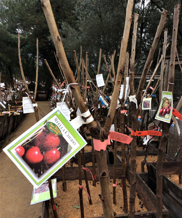 Tips for Choosing and Planting a Bareroot Fruit Tree in Northern ...