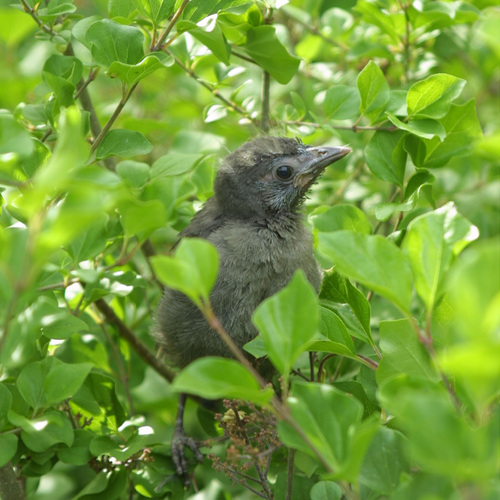 Designing Bird-Friendly Gardens in the Mountain West - Fine Gardening