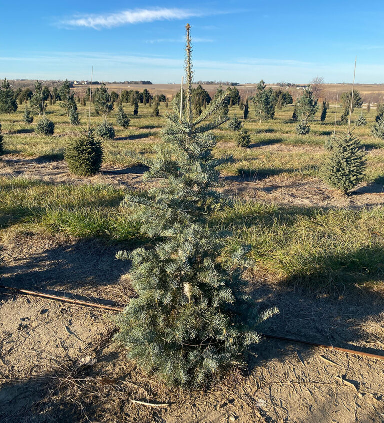 Compact Conifers for the Northern Plains - Fine Gardening