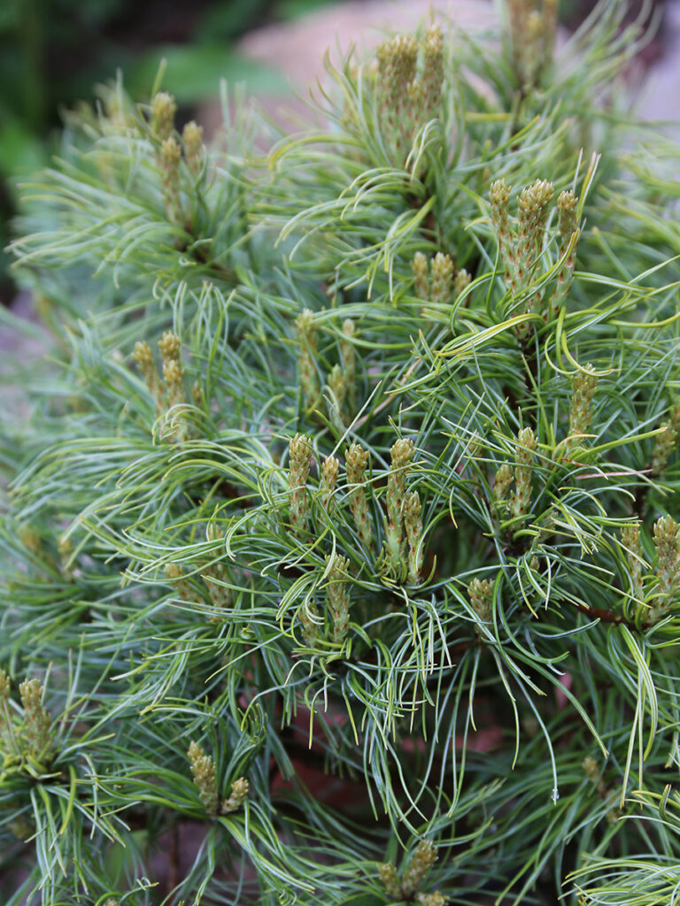 Compact Conifers for the Northern Plains - Fine Gardening