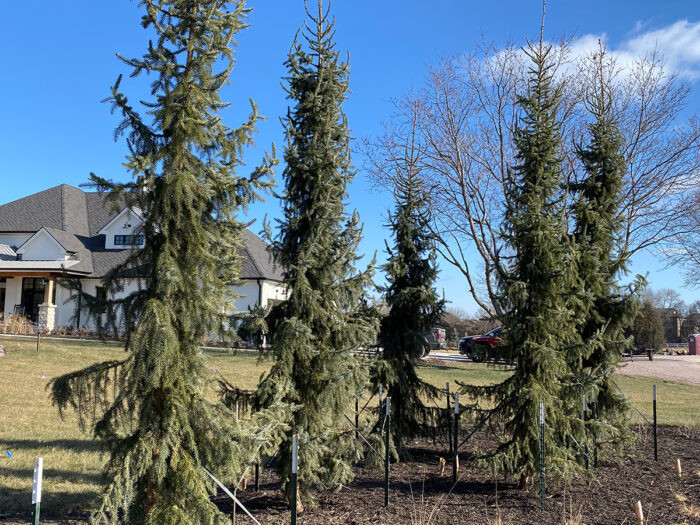 Compact Conifers for the Northern Plains - Fine Gardening