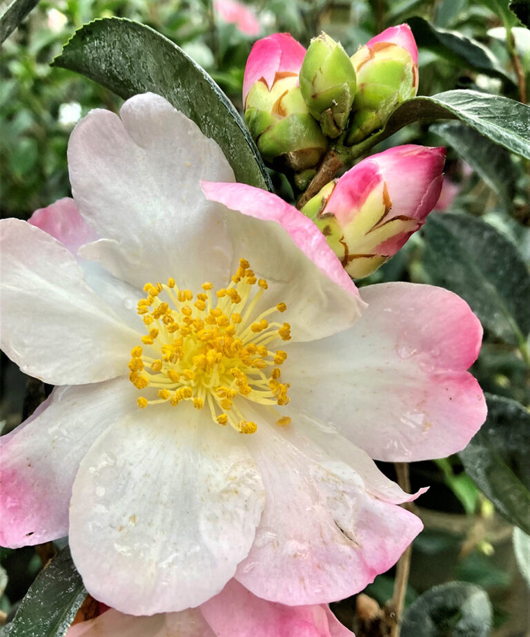 Colorful Camellias for the Winter Garden in Northern California - Fine ...