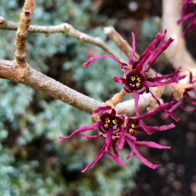 Wake Up Winter with Witch Hazels - Fine Gardening