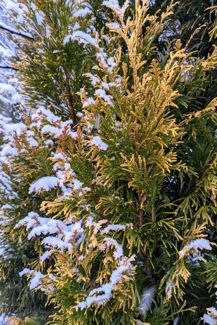 Episode 104: Plants for Winter Interest - FineGardening