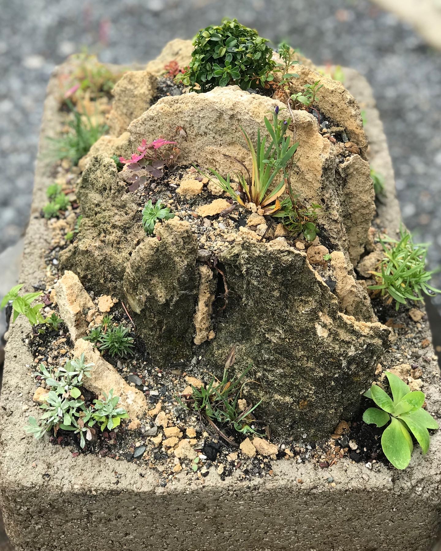 Container Crevice Garden - Fine Gardening