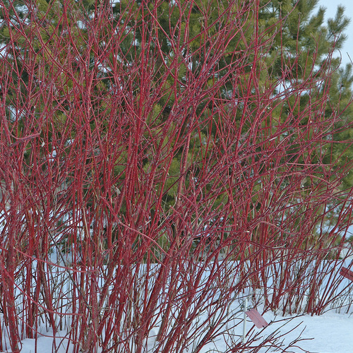 Pruning Shrubs for Winter Color - Fine Gardening