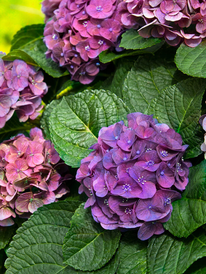 New Hydrangeas for the Northern Plains - Fine Gardening