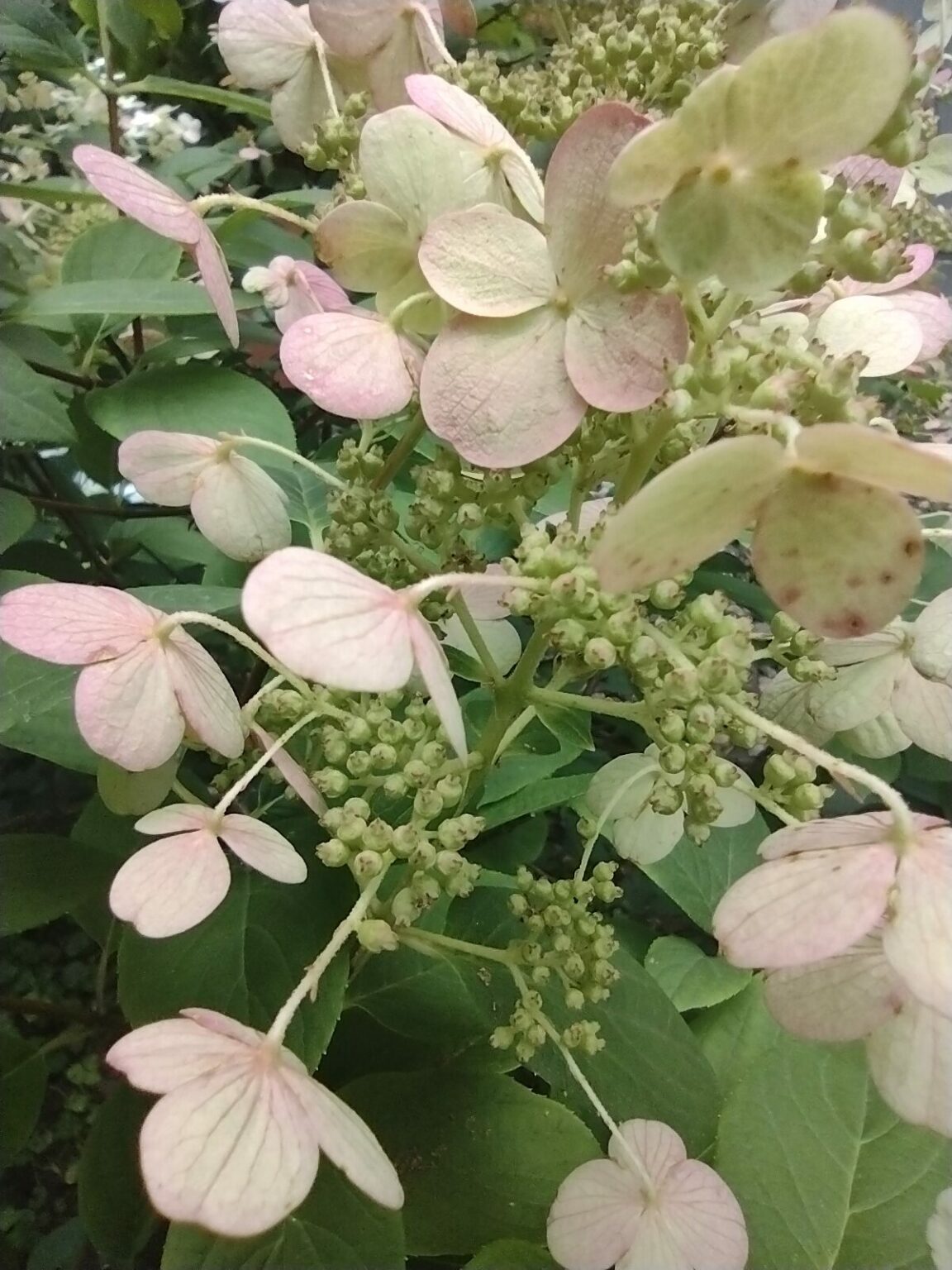 More Blooms From Mary - FineGardening
