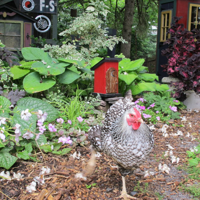 Jessica’s Tiny, Eccentric Garden - Fine Gardening