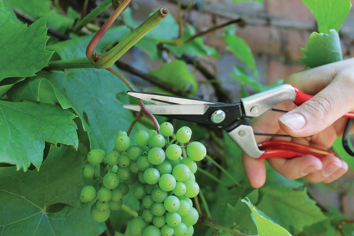 New Garden Tools That Make Maintenance Easier on Your Body - Fine Gardening