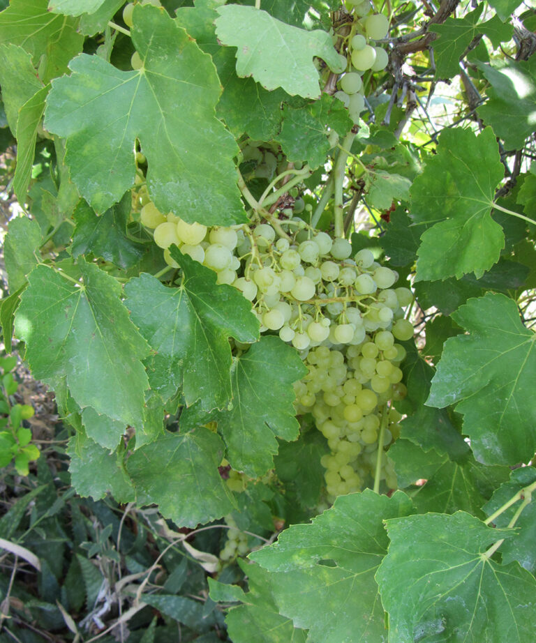 Grapevines Offer a Feast for the Senses - Fine Gardening