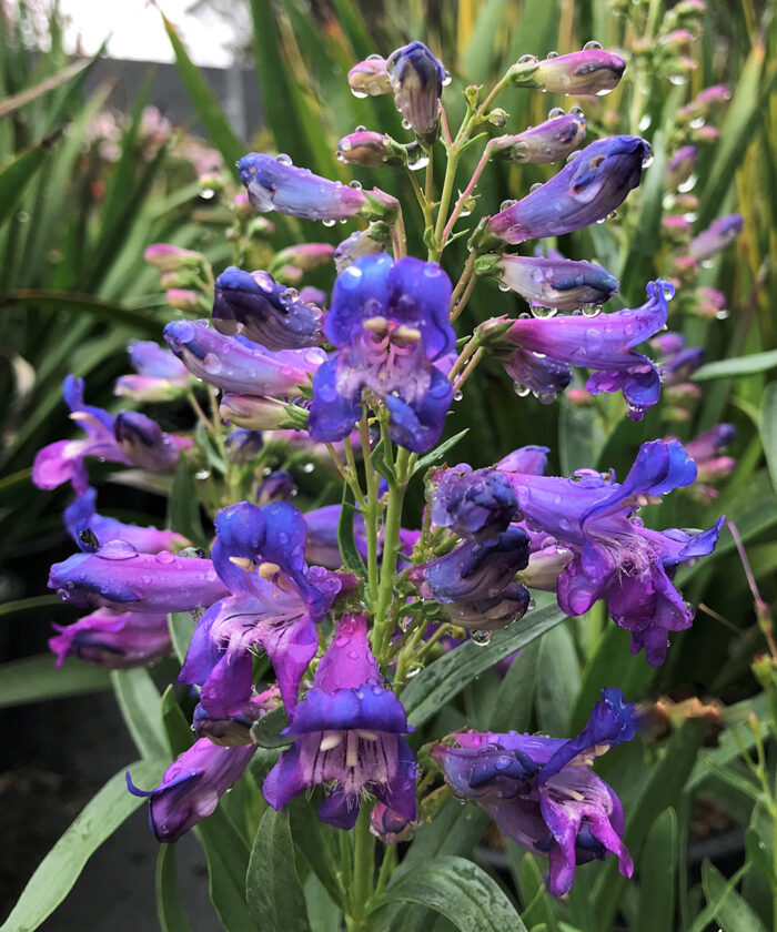 Great Native Plants for Gardens in Northern California - Fine Gardening