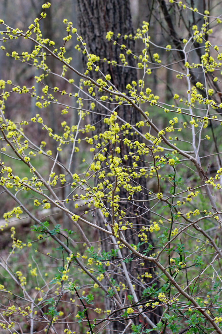 Episode 106: Spring Natives - Fine Gardening