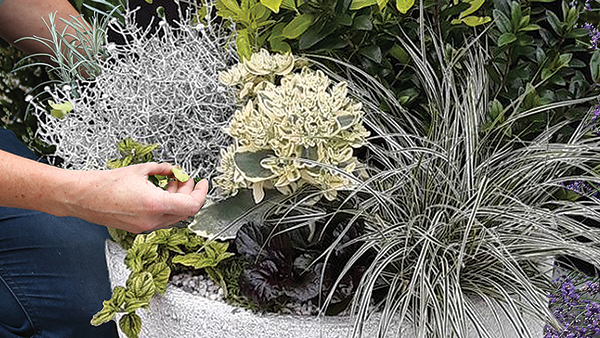 ‘Prairie Fire’ red switchgrass - FineGardening