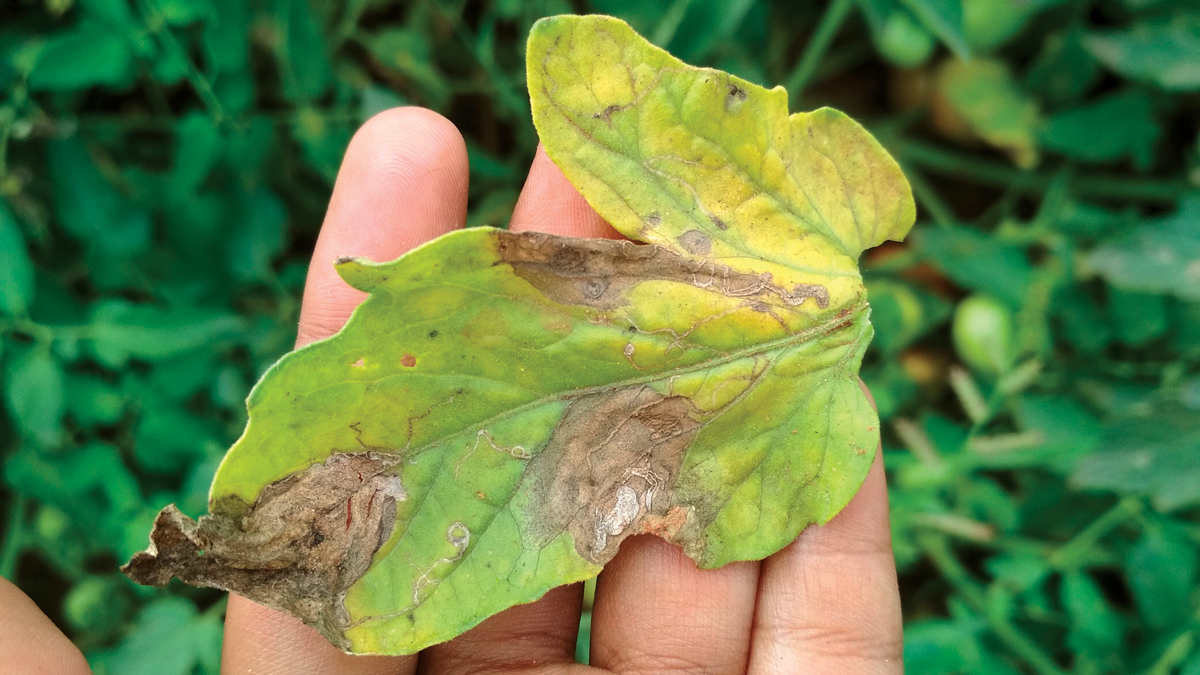 Spots on Your Tomatoes? Learning about tomato diseases and blights is ...