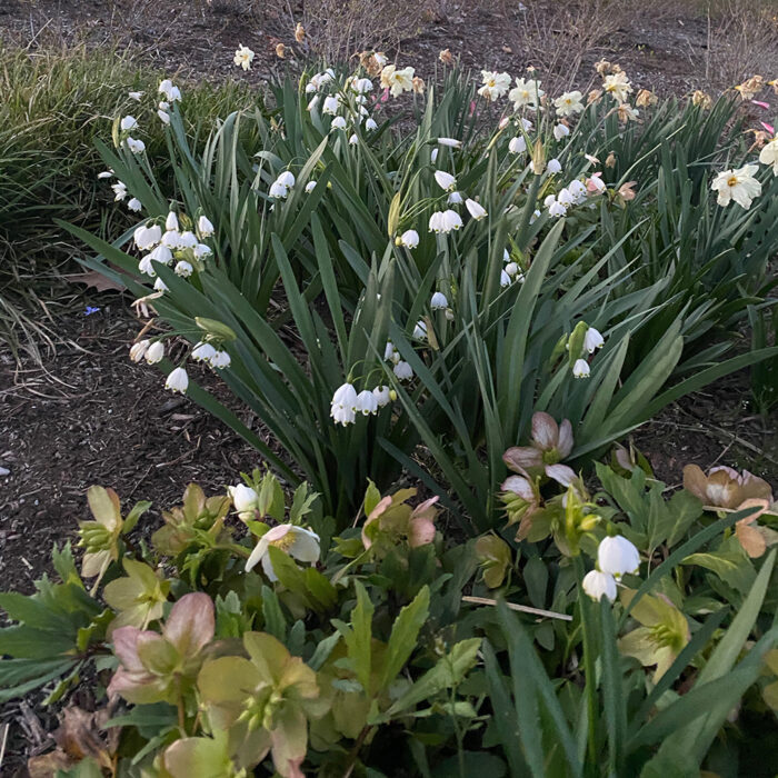 Summer Snowflake Is a Star in the Southeast - Fine Gardening