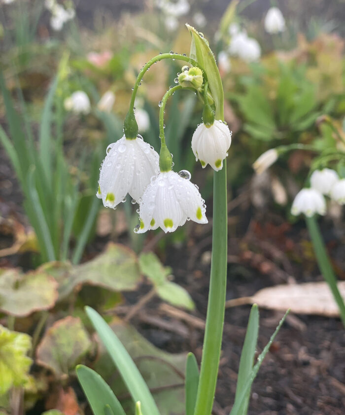 Summer Snowflake Is a Star in the Southeast - Fine Gardening