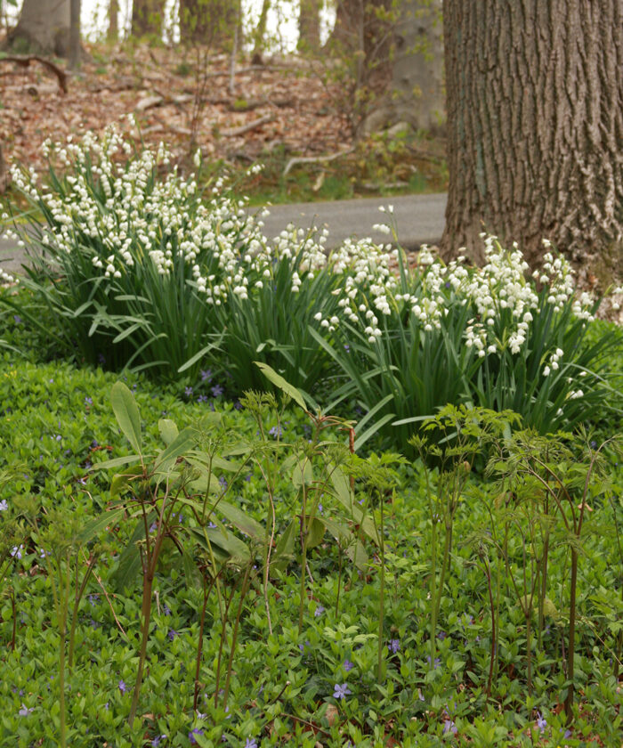 Summer Snowflake Is a Star in the Southeast - Fine Gardening