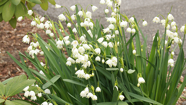 'Toki' clematis - FineGardening