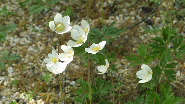 'Unicum' Tulip - FineGardening