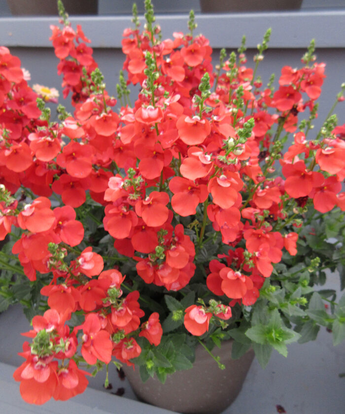 Cool-Season Annuals for the Midwest - Fine Gardening
